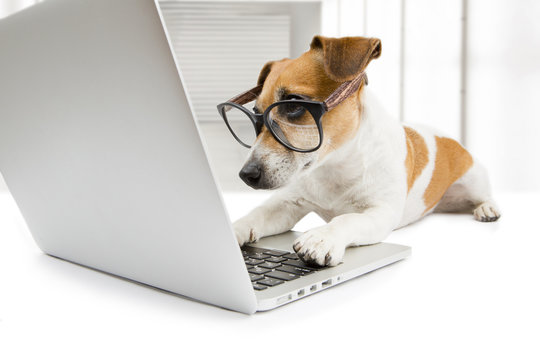 DESKTOP LOGIN – Where My Dogs At? Pet Spa & Hotel